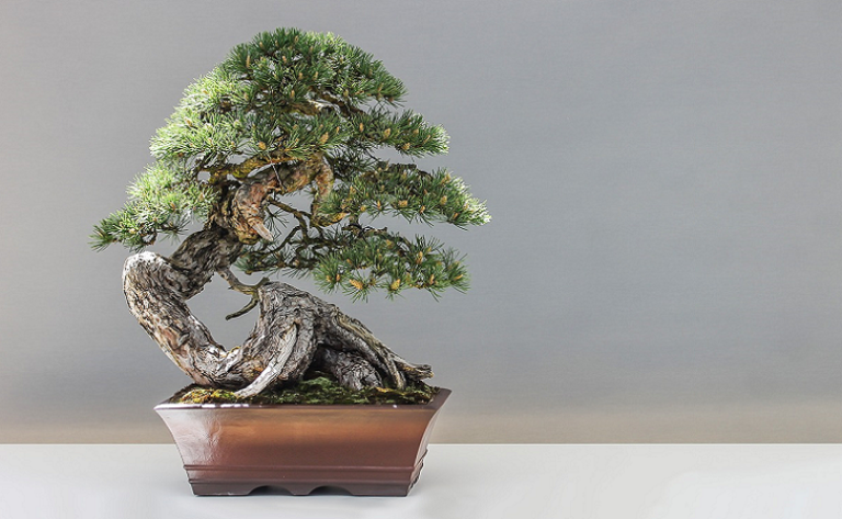 Pruning Decision Trees and Machine Learning - Displayr